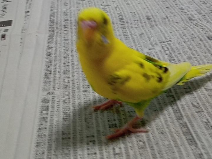 黄色で人の頭に乗ってきます。