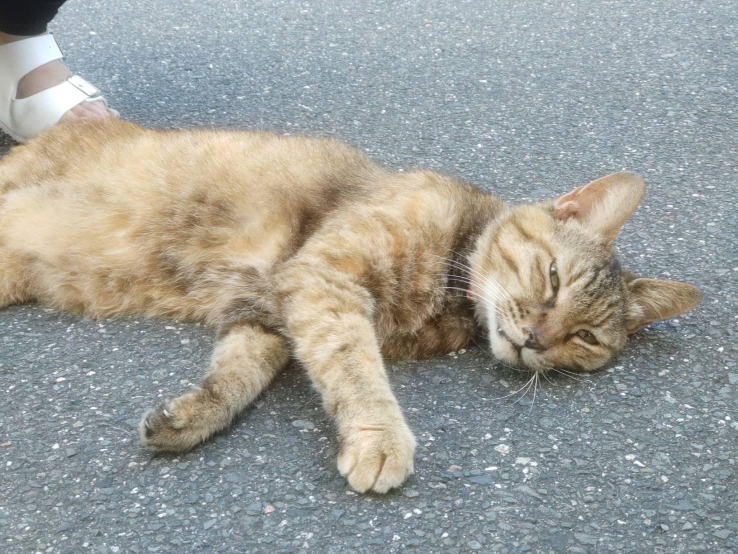 赤色の首輪をしていて、茶色ベースで黒色の縞模様の猫ちゃんを目撃しました。
